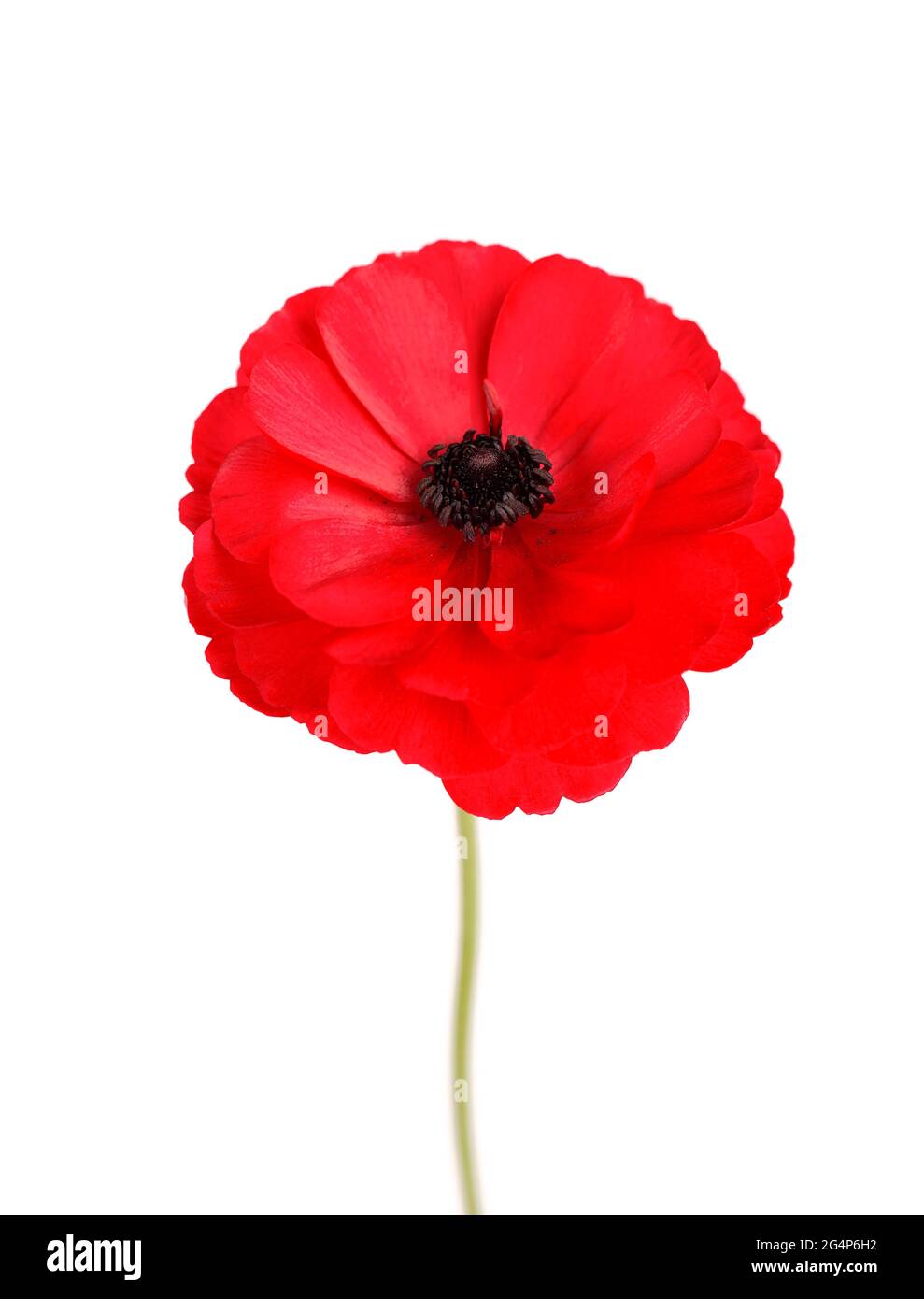 Red ranunculus asiaticus flower isolated on white background. Persian ...