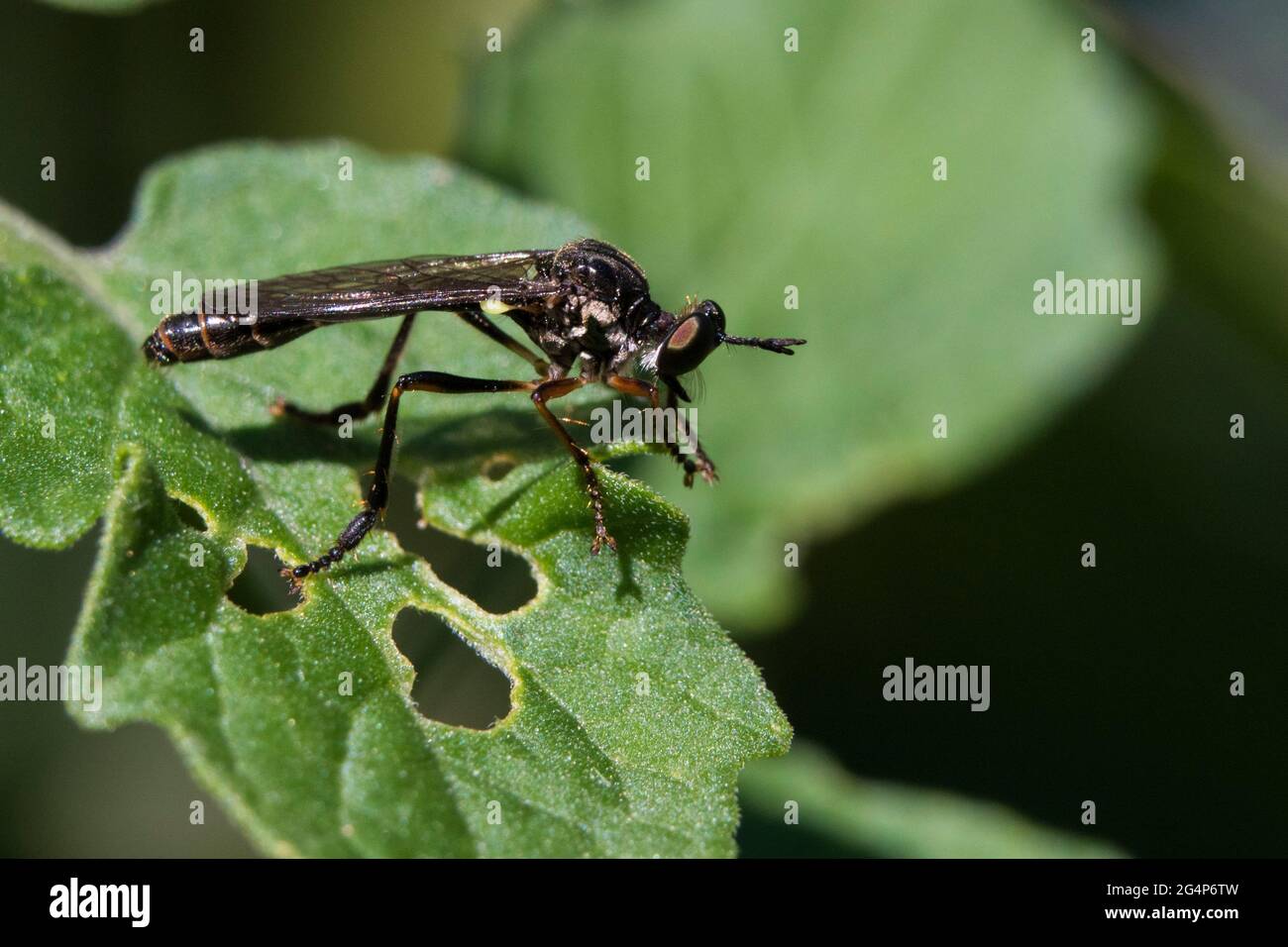 Holarctic species hi-res stock photography and images - Alamy