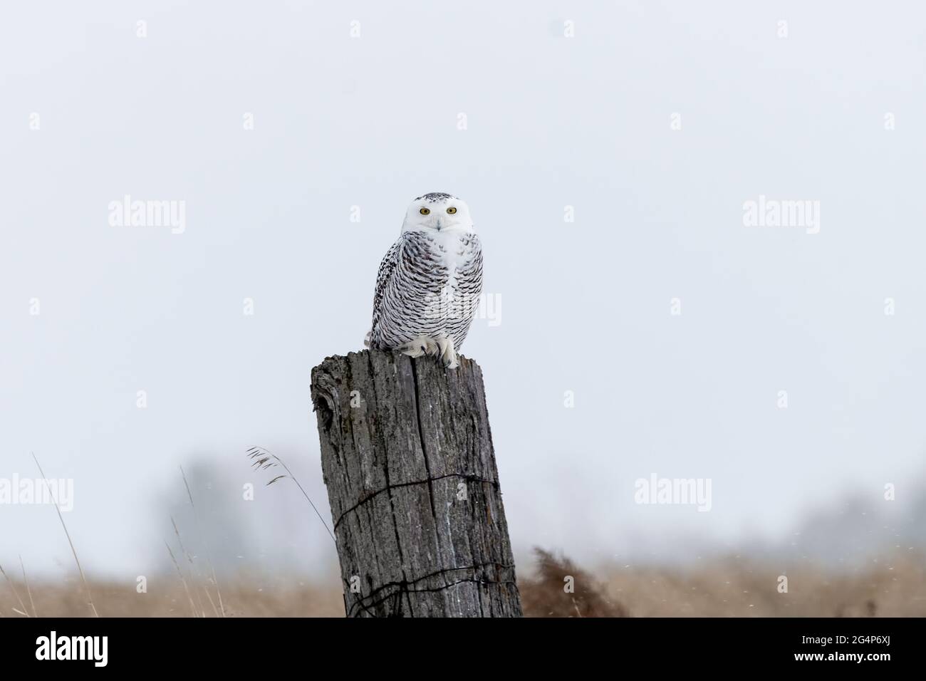Snowy owl perched on an old wooden fence post in winter in Canada Stock ...