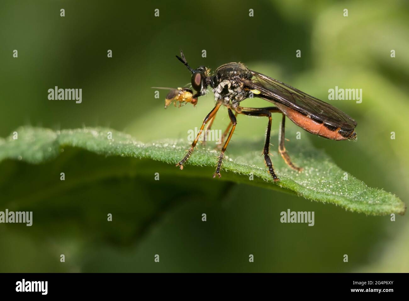 Holarctic species hi-res stock photography and images - Alamy