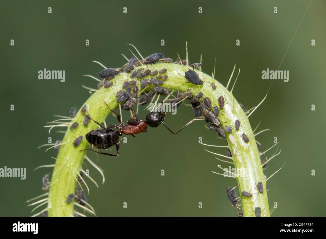 Ants farming aphids hi-res stock photography and images - Alamy Ants farming aphids hi-res stock photography and images - Alamy