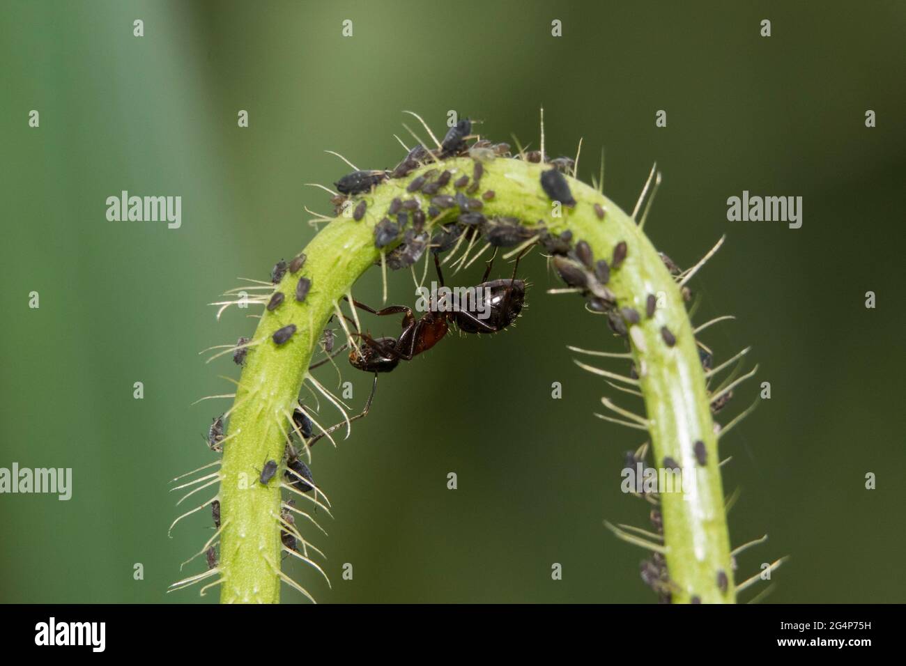Ants farming aphids hi-res stock photography and images - Alamy Ants farming aphids hi-res stock photography and images - Alamy