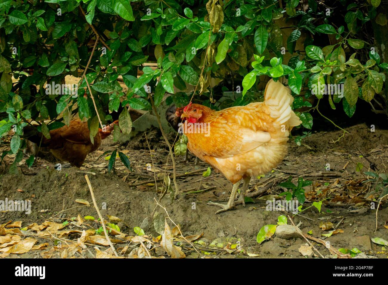 Yellow Chicken Running to Hide in the Bushes Stock Photo - Alamy