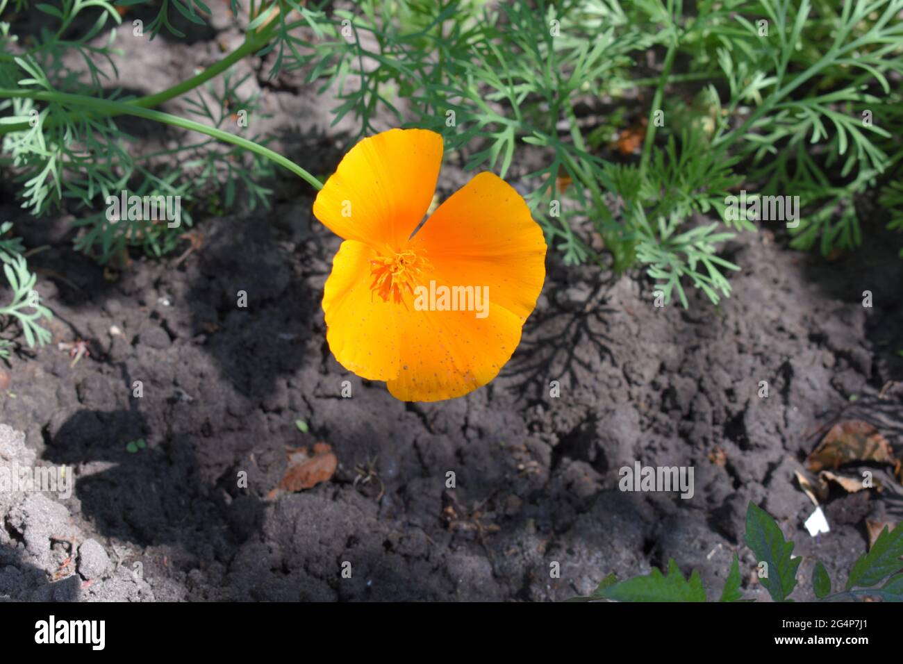 Eschsholzia lobba hi-res stock photography and images - Alamy