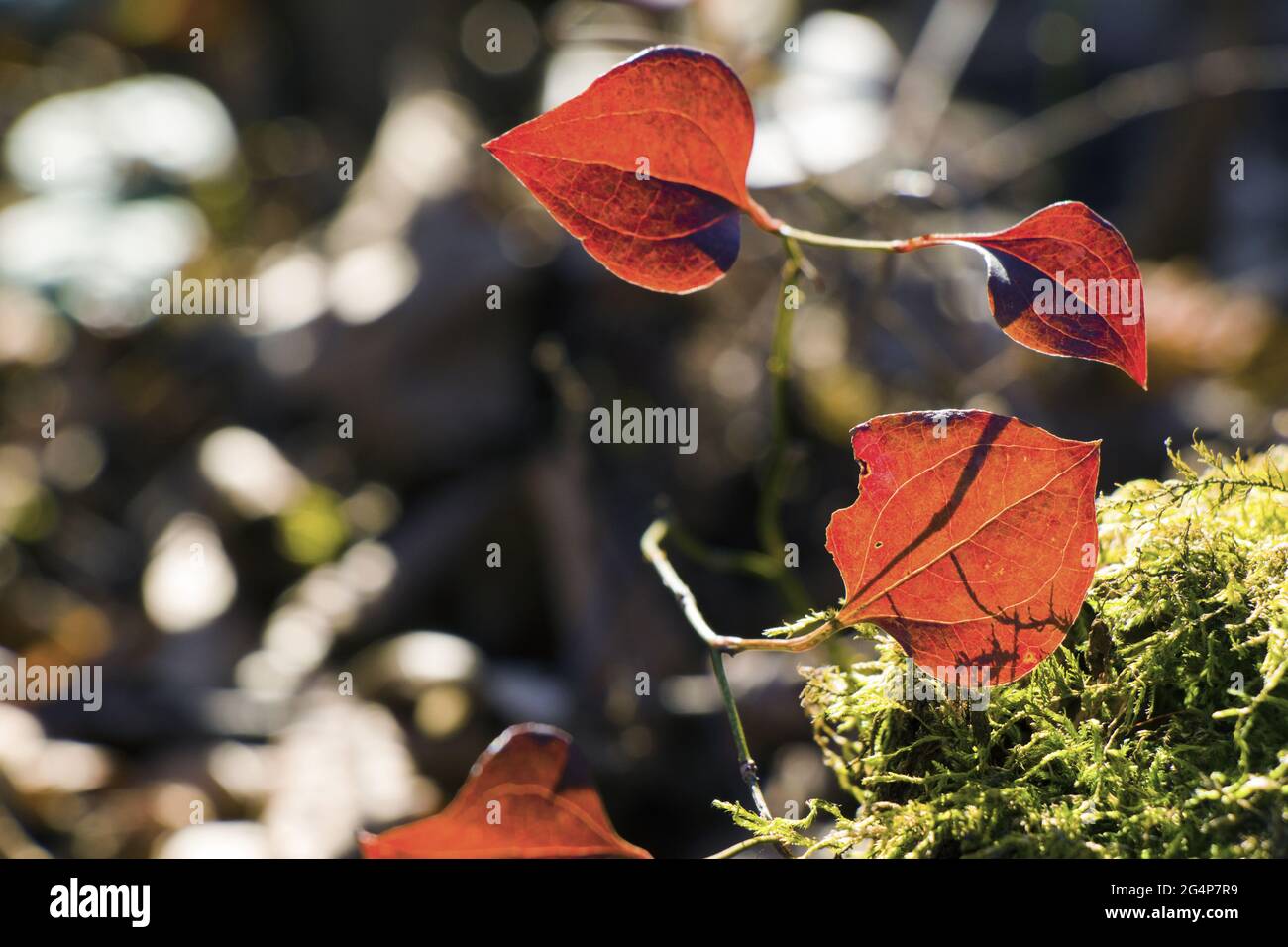 Selective focus of autumn leaves for wallpaper and background Stock ...