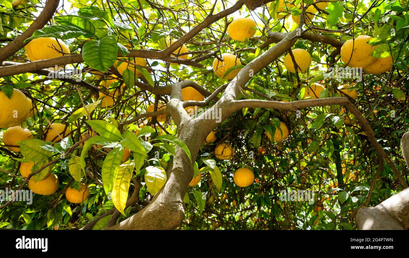 Catania, Sicily. Pummelo tree, in the first days of spring Stock Photo ...