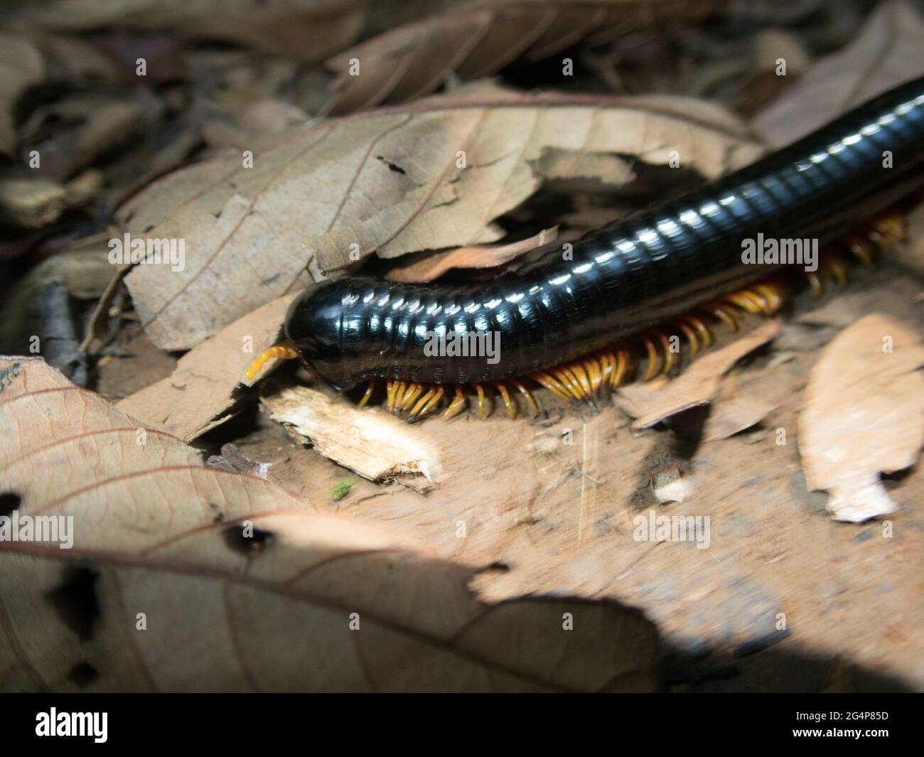 Closeup shot centipede caterpillar hi-res stock photography and images ...
