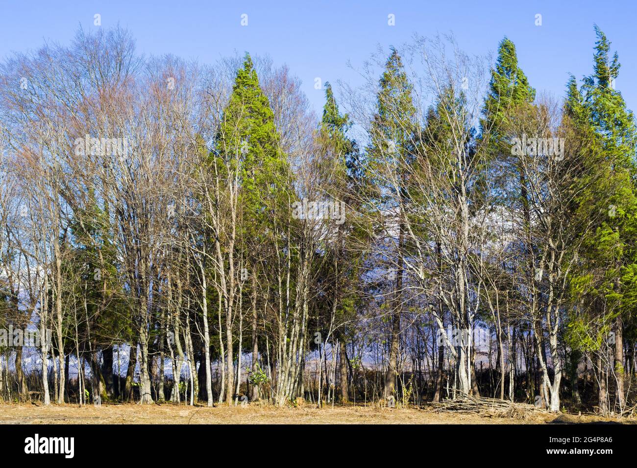Forest view and landscape Georgia. Winter nature background. Tree body ...