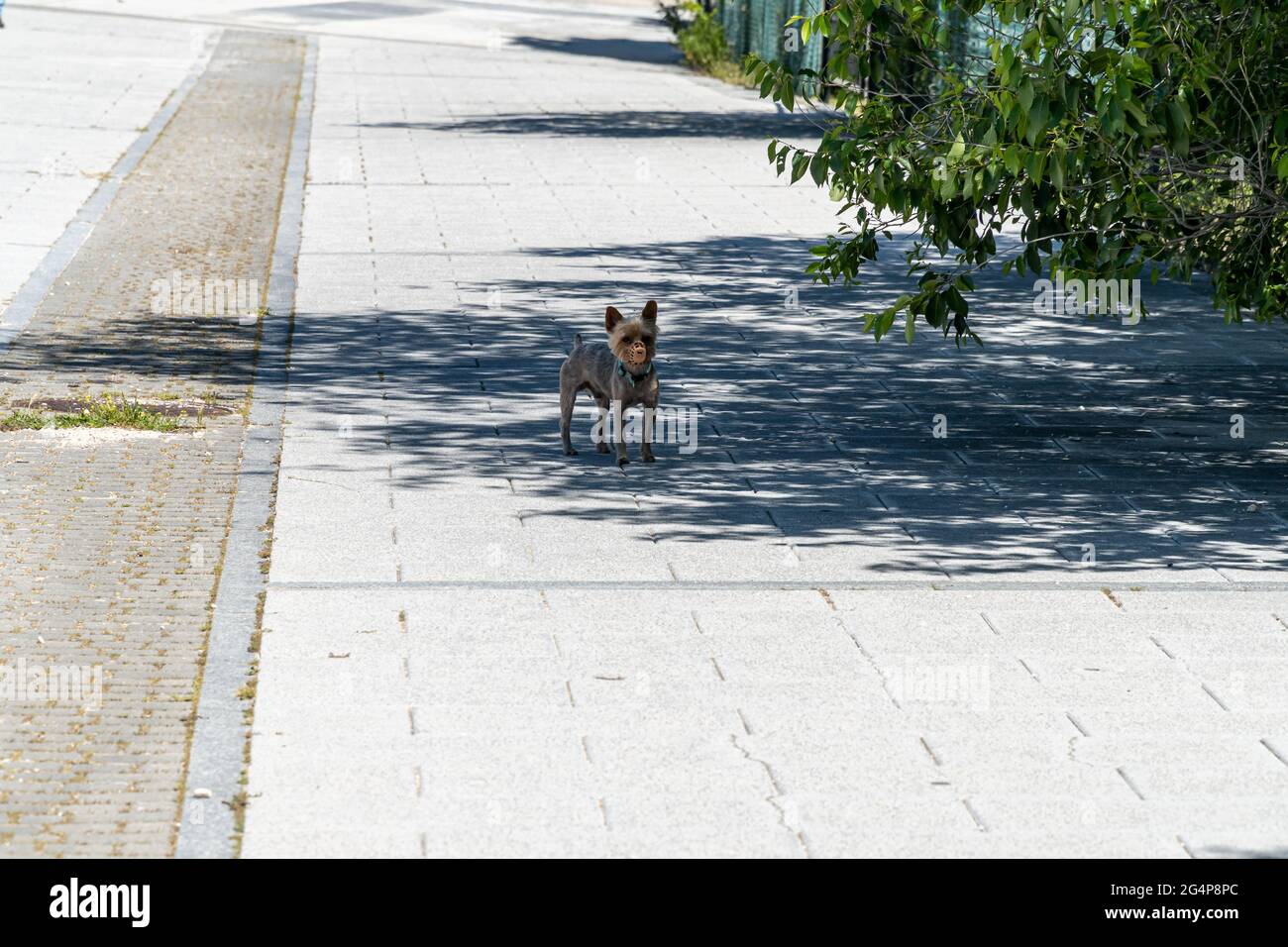 Closeup shot of a dog under the tree shadow on a street Stock Photo - Alamy