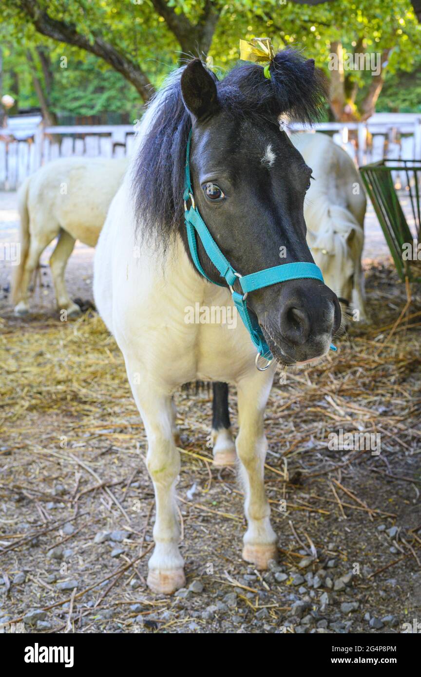 Vertical shot beautiful cute hi-res stock photography and images - Alamy