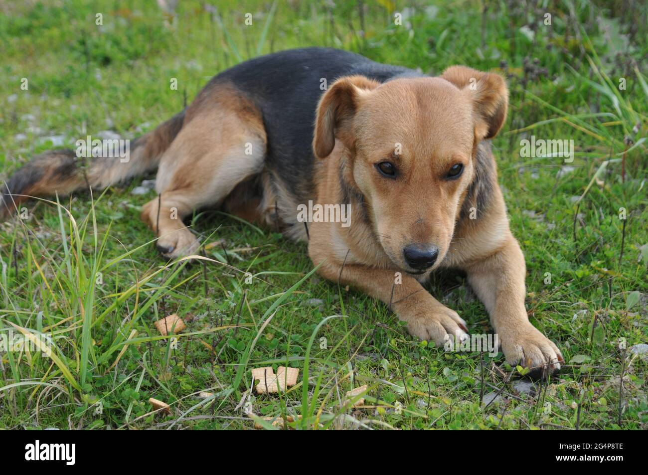Cute brown street dog with sad eyes lying outside on the grass Stock ...