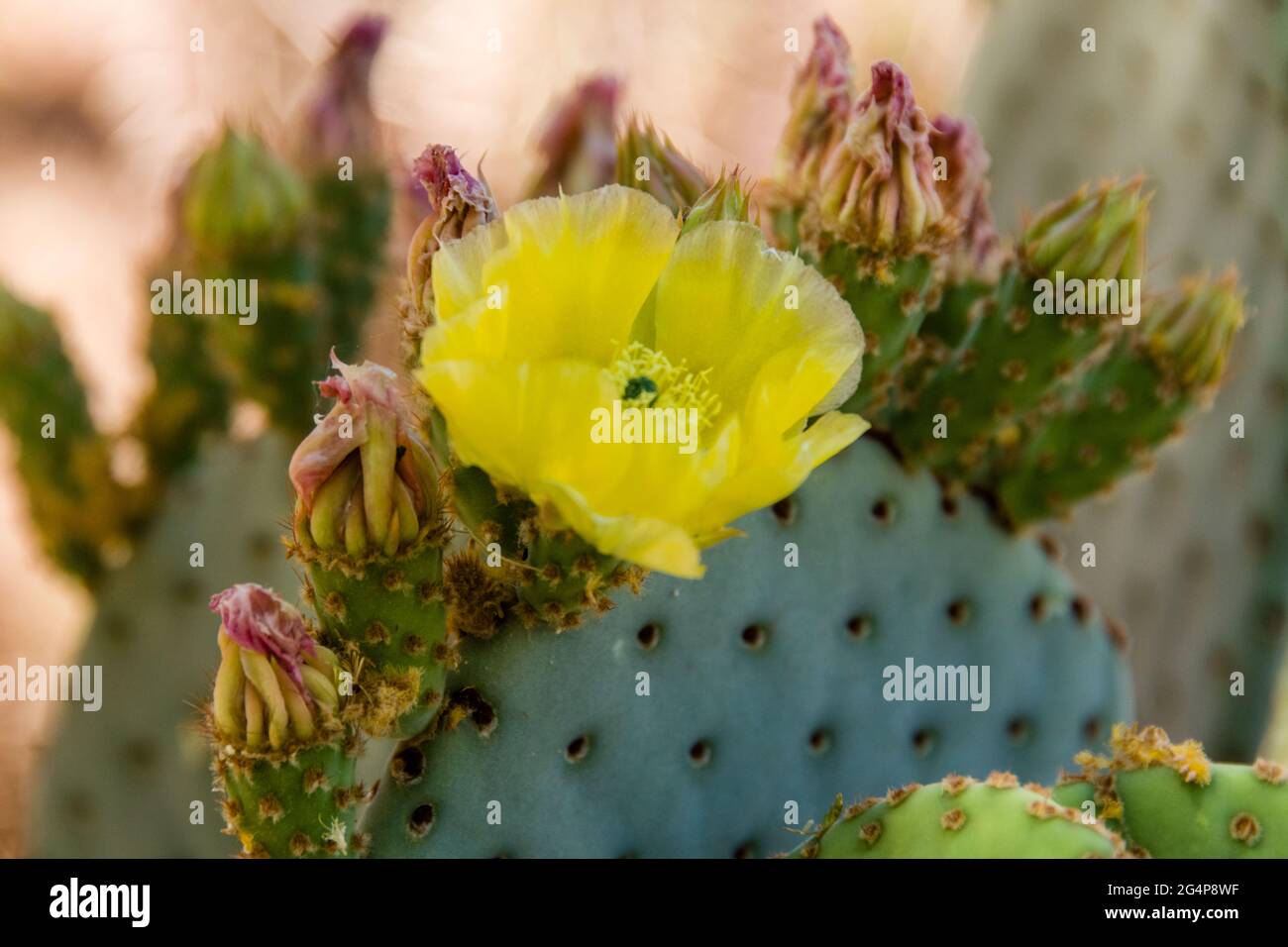 Desert Botanical Garden - Plants & Sculpture - Flowering Prickly Pear ...