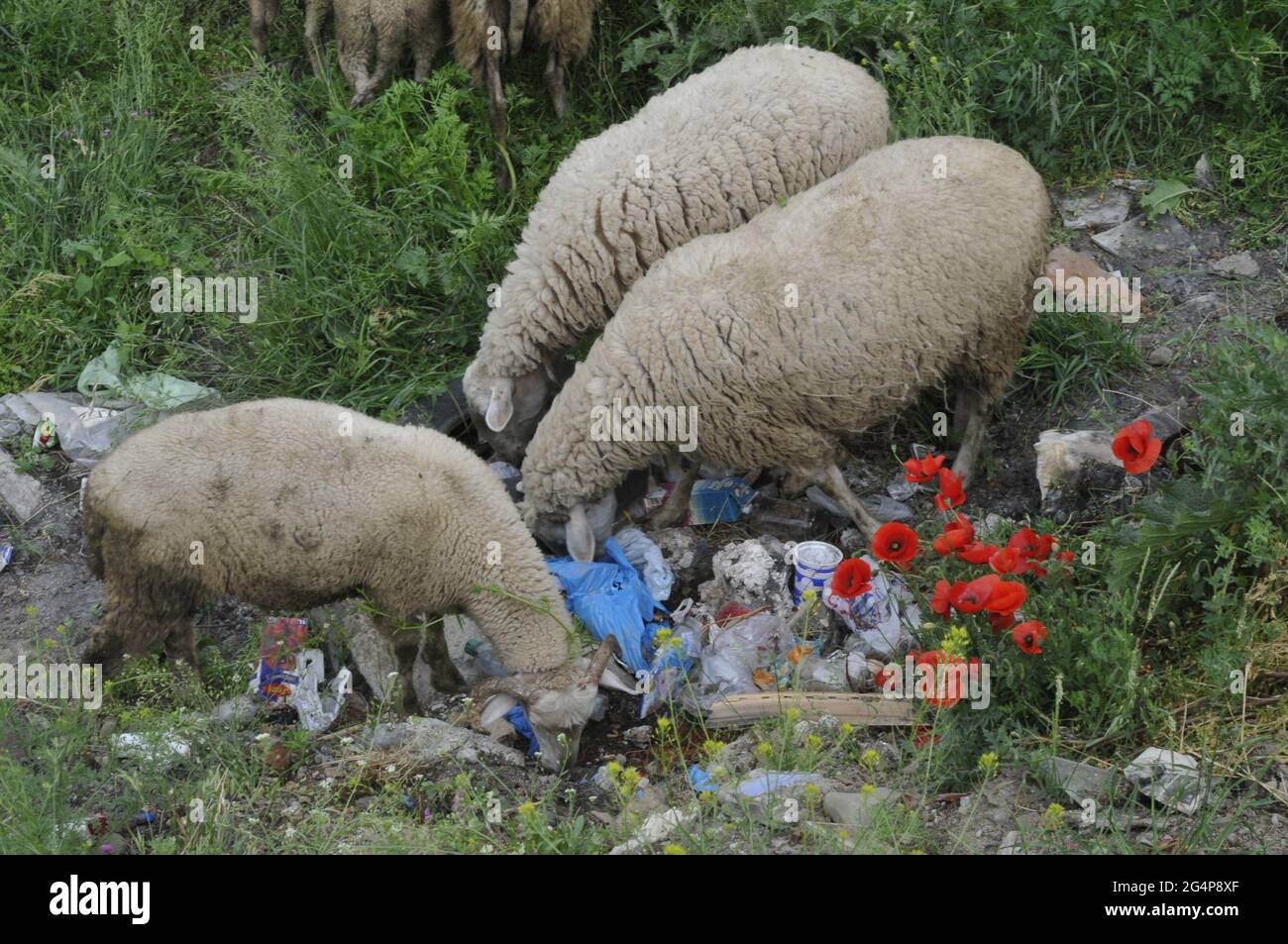 Animal eating garbage hi-res stock photography and images - Alamy