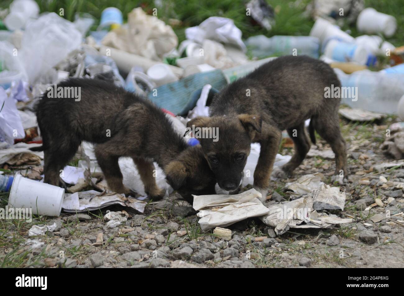Brown skinny stray dogs eating from the garbage outside Stock Photo - Alamy
