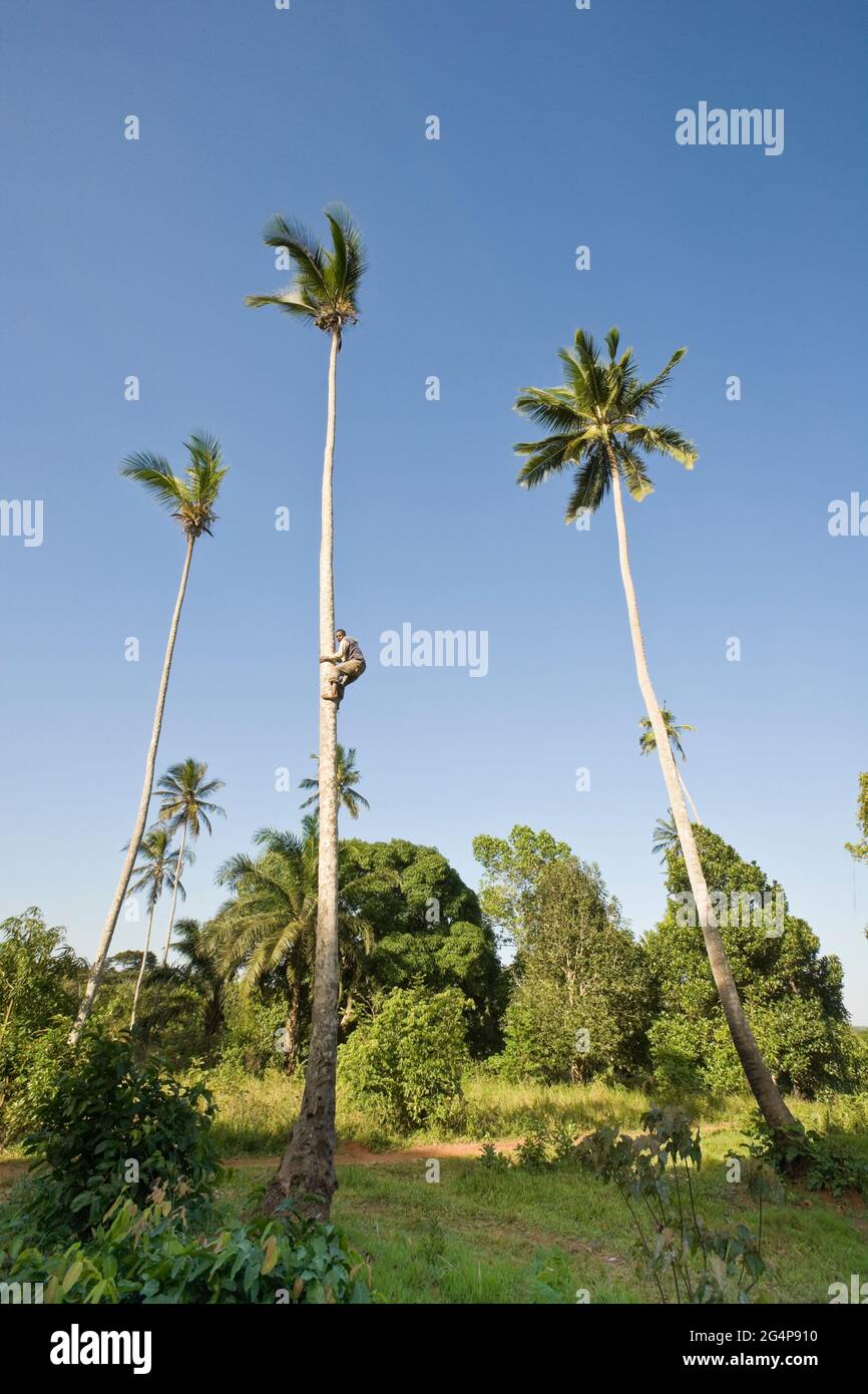 Palm trees, Zanzibar Stock Photo - Alamy