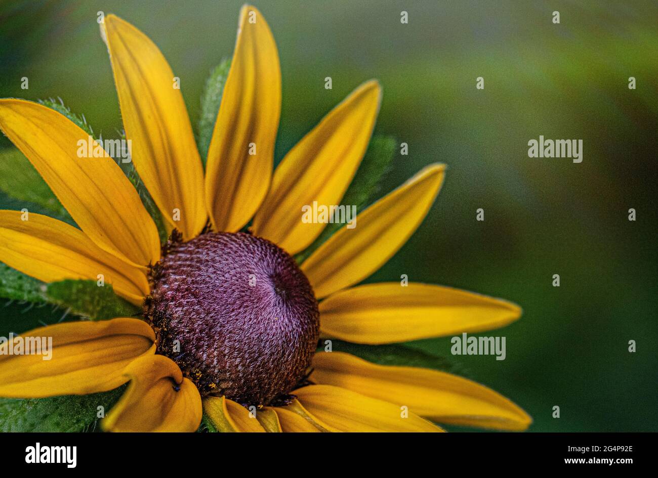 Beautiful yellow daisy hi-res stock photography and images - Alamy