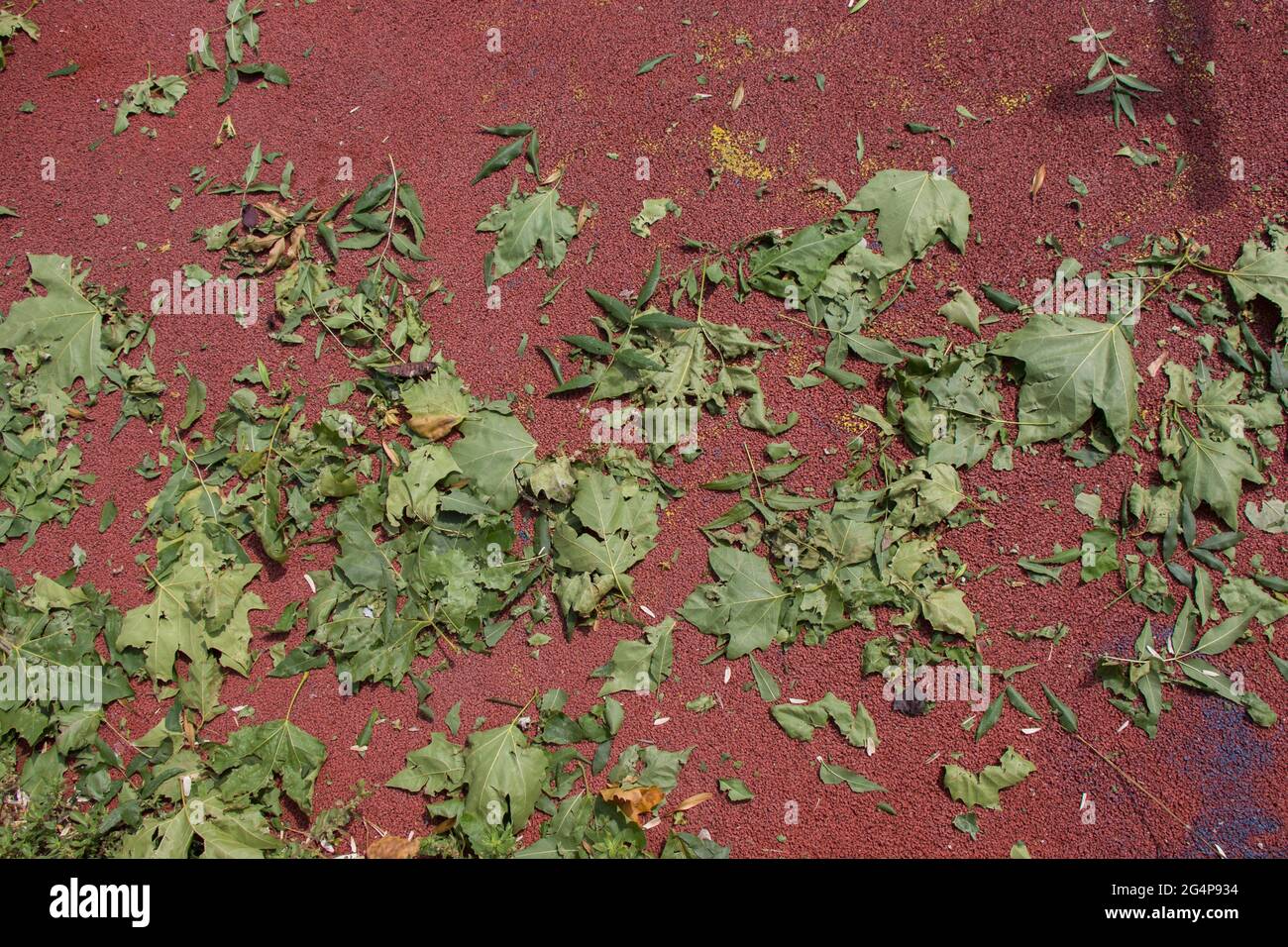 Top view shot of dried and crushed green leaves on a red background ...