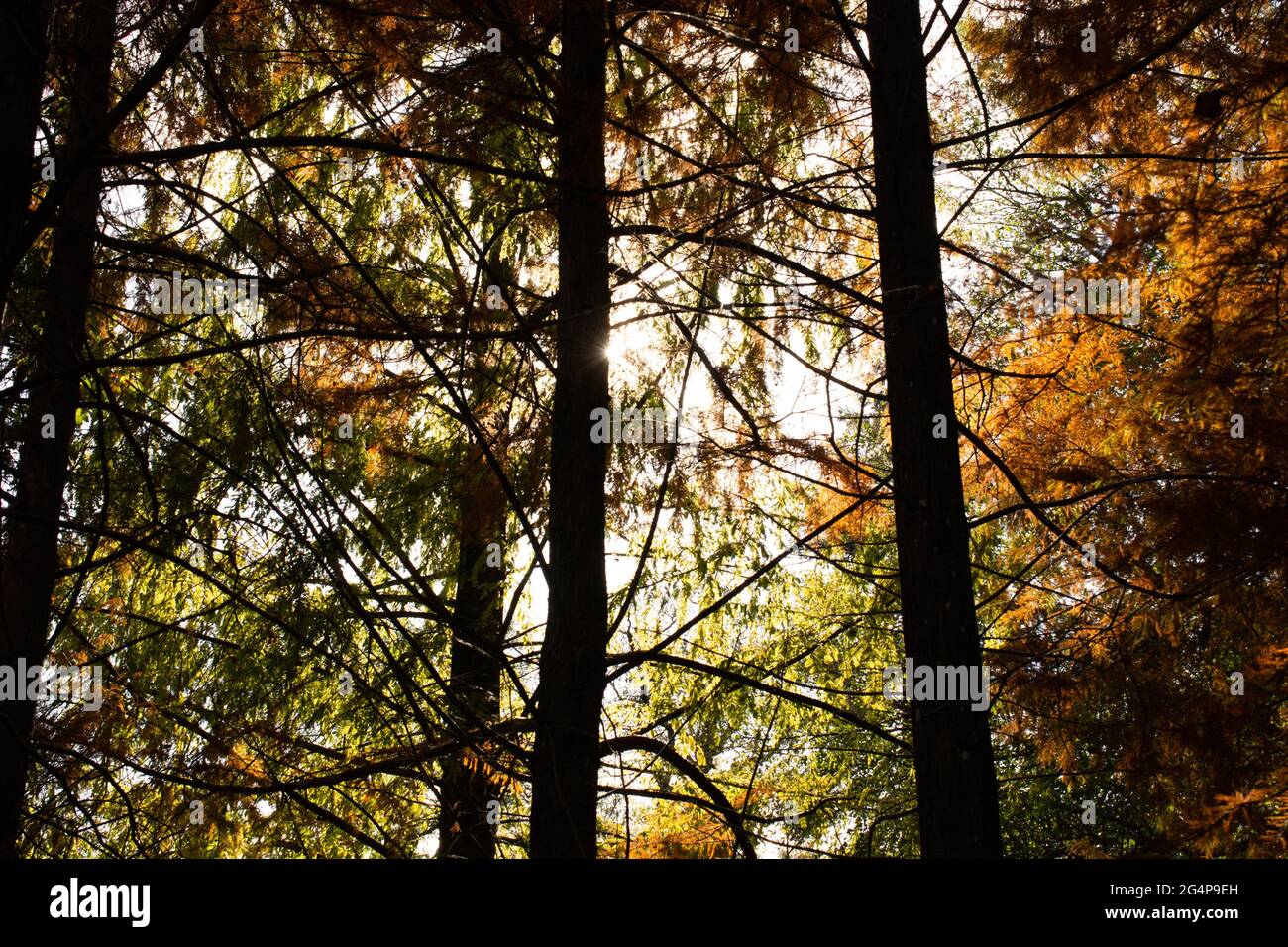 Skinny tree trunks hi-res stock photography and images - Alamy
