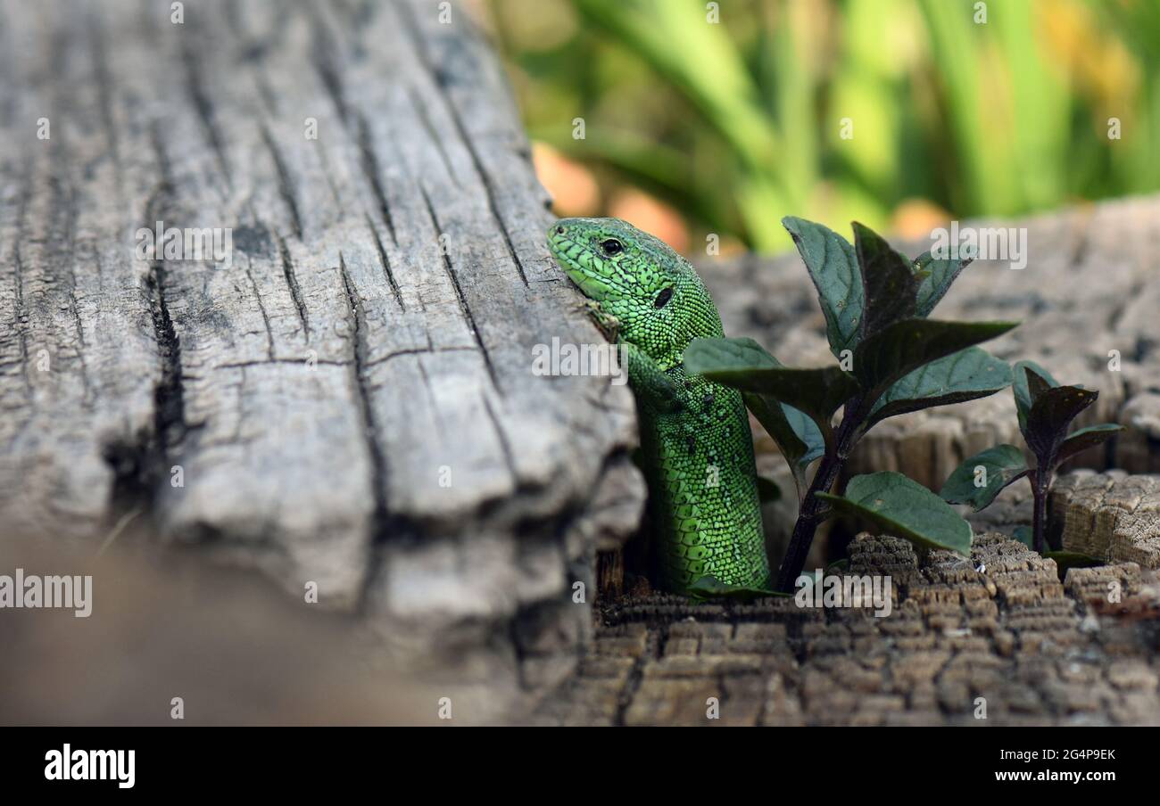 Green lizard in tree hole hi-res stock photography and images - Alamy