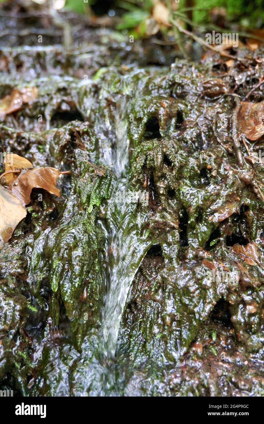 Vertical shot of a stream in a forest in autumn with a blurry ...
