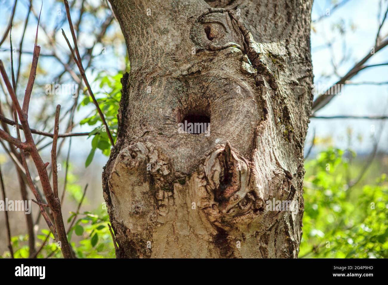 Bird Inside Tree Hole High Resolution Stock Photography and Images - Alamy