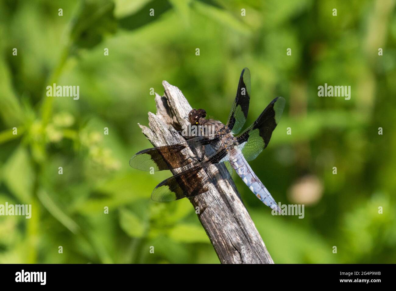 common whitetail or long-tailed skimmer (Plathemis lydia Stock Photo ...