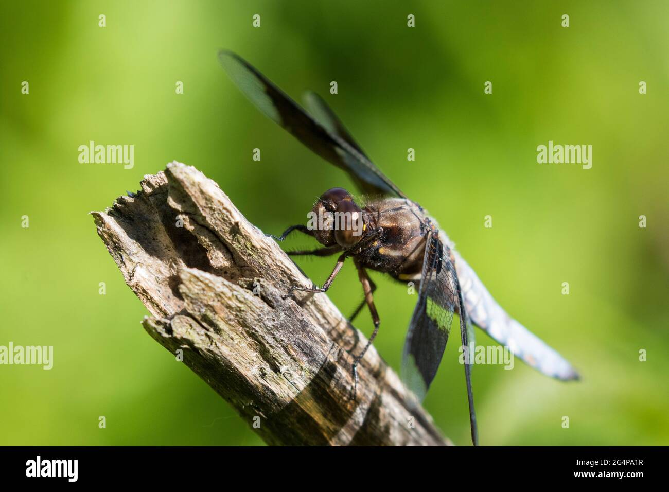 common whitetail or long-tailed skimmer (Plathemis lydia Stock Photo ...