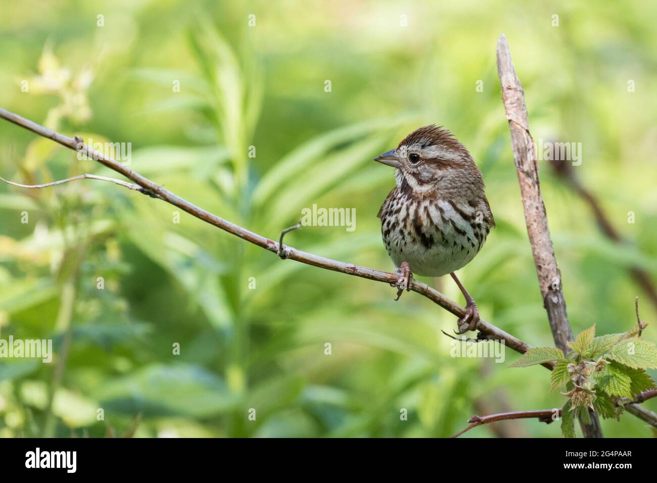 song sparrow (Melospiza melodia) with food for babies Stock Photo - Alamy