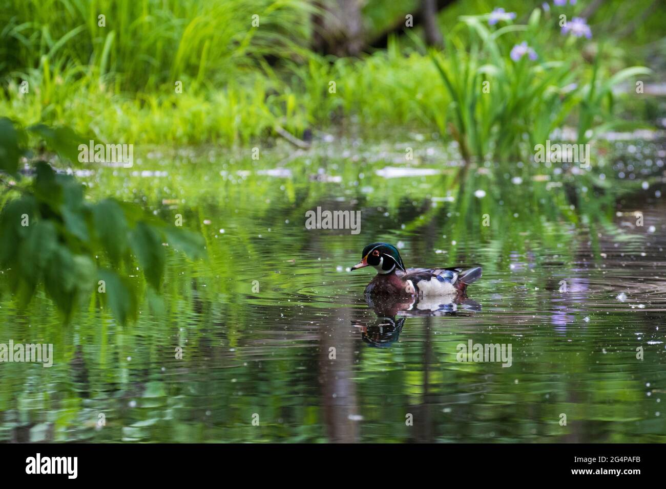 Wood duck and iris versicolor Stock Photo - Alamy
