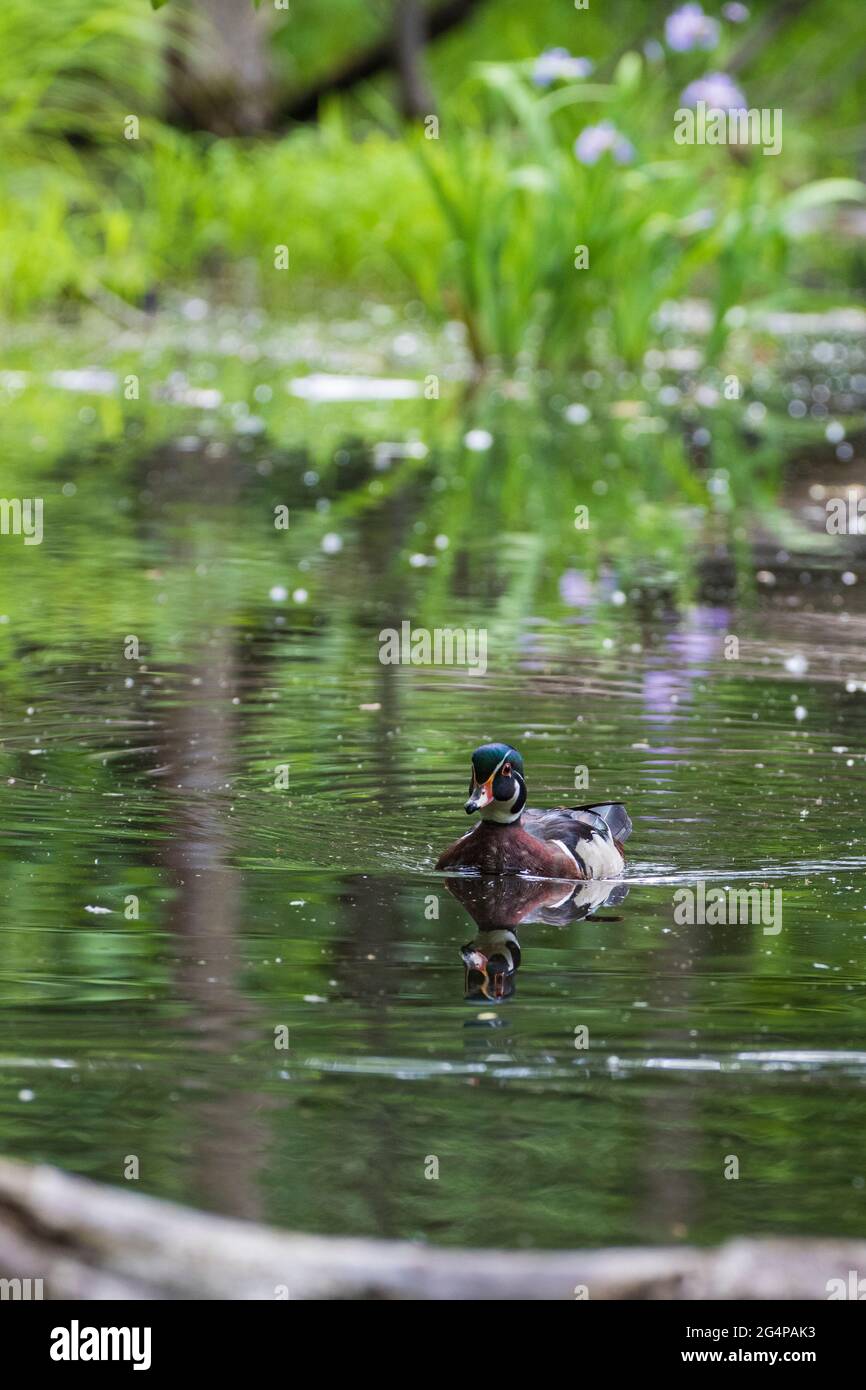 Wood duck and iris versicolor Stock Photo - Alamy