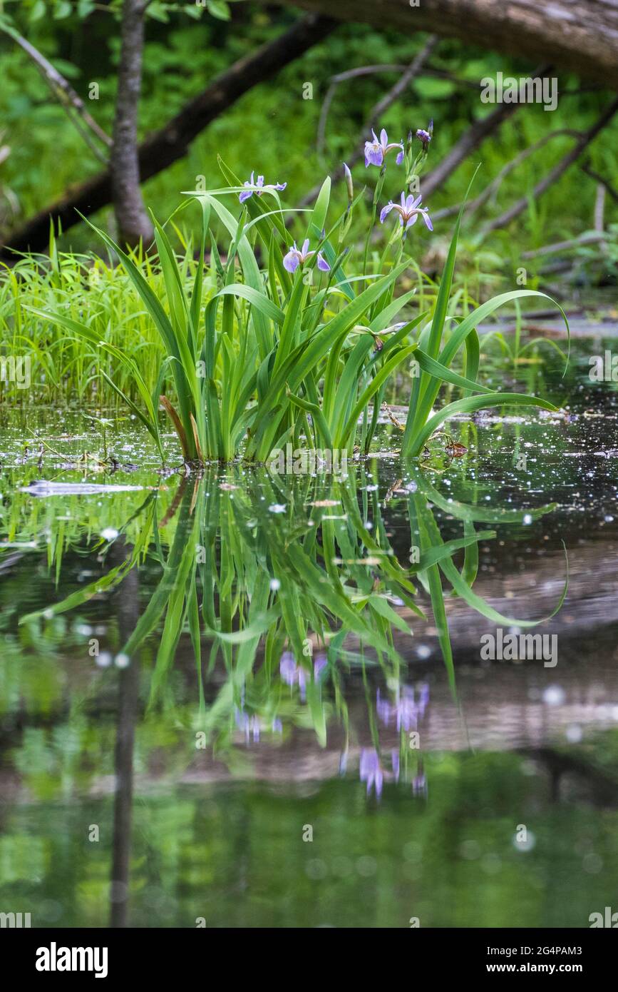 Iris versicolor is also commonly known as the blue flag, harlequin ...