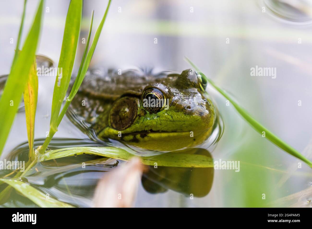 green frog (Lithobates clamitans or Rana clamitans Stock Photo - Alamy
