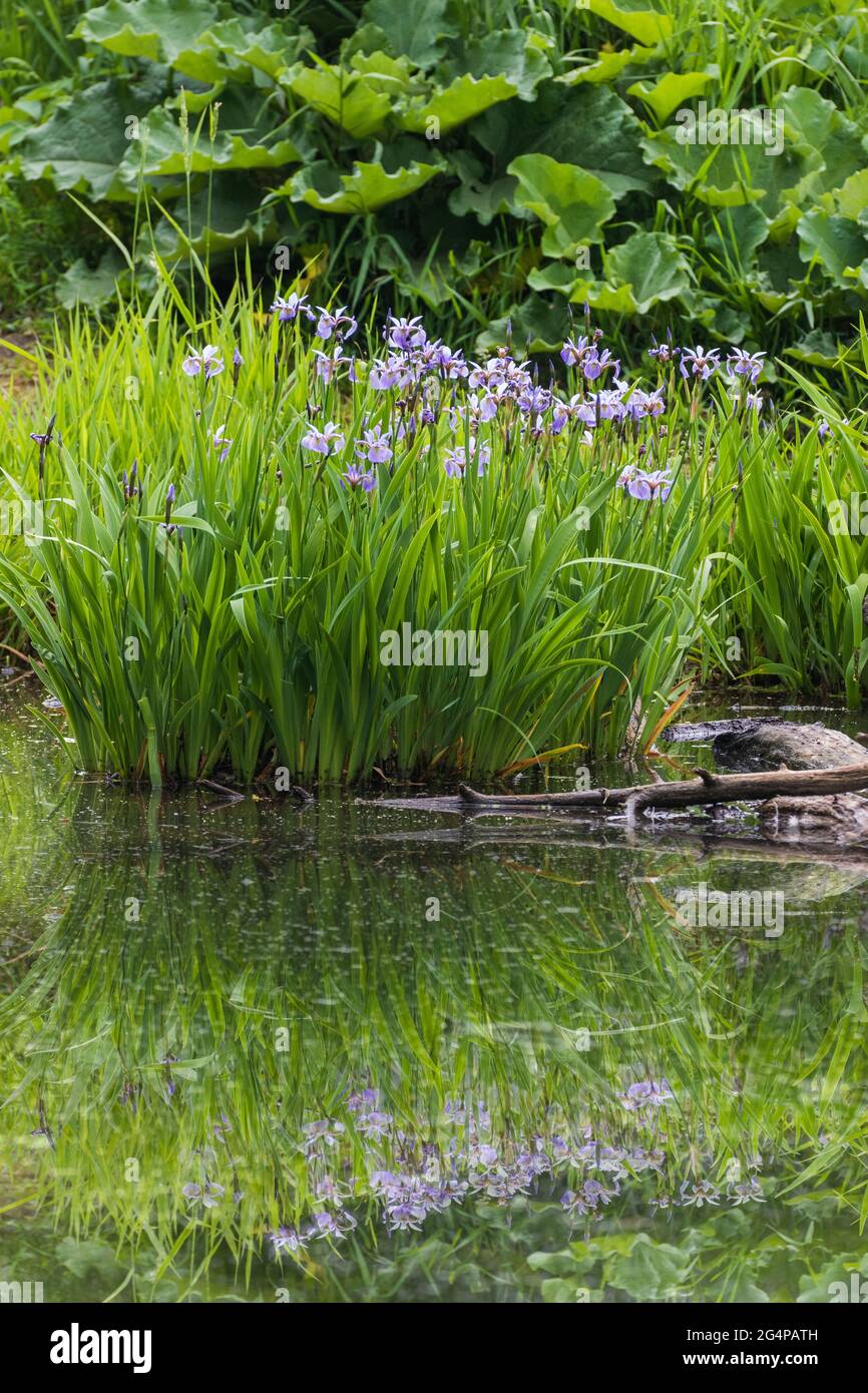 Iris versicolor is also commonly known as the blue flag, harlequin ...