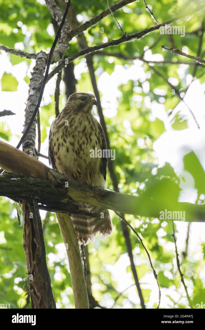 Red shouldered hawk nest hi-res stock photography and images - Alamy