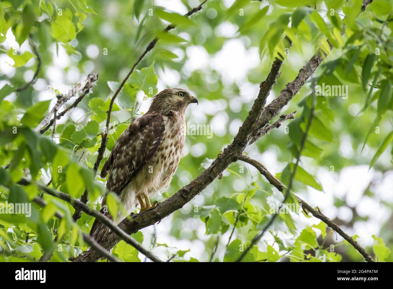 Red shouldered hawk nest hi-res stock photography and images - Alamy
