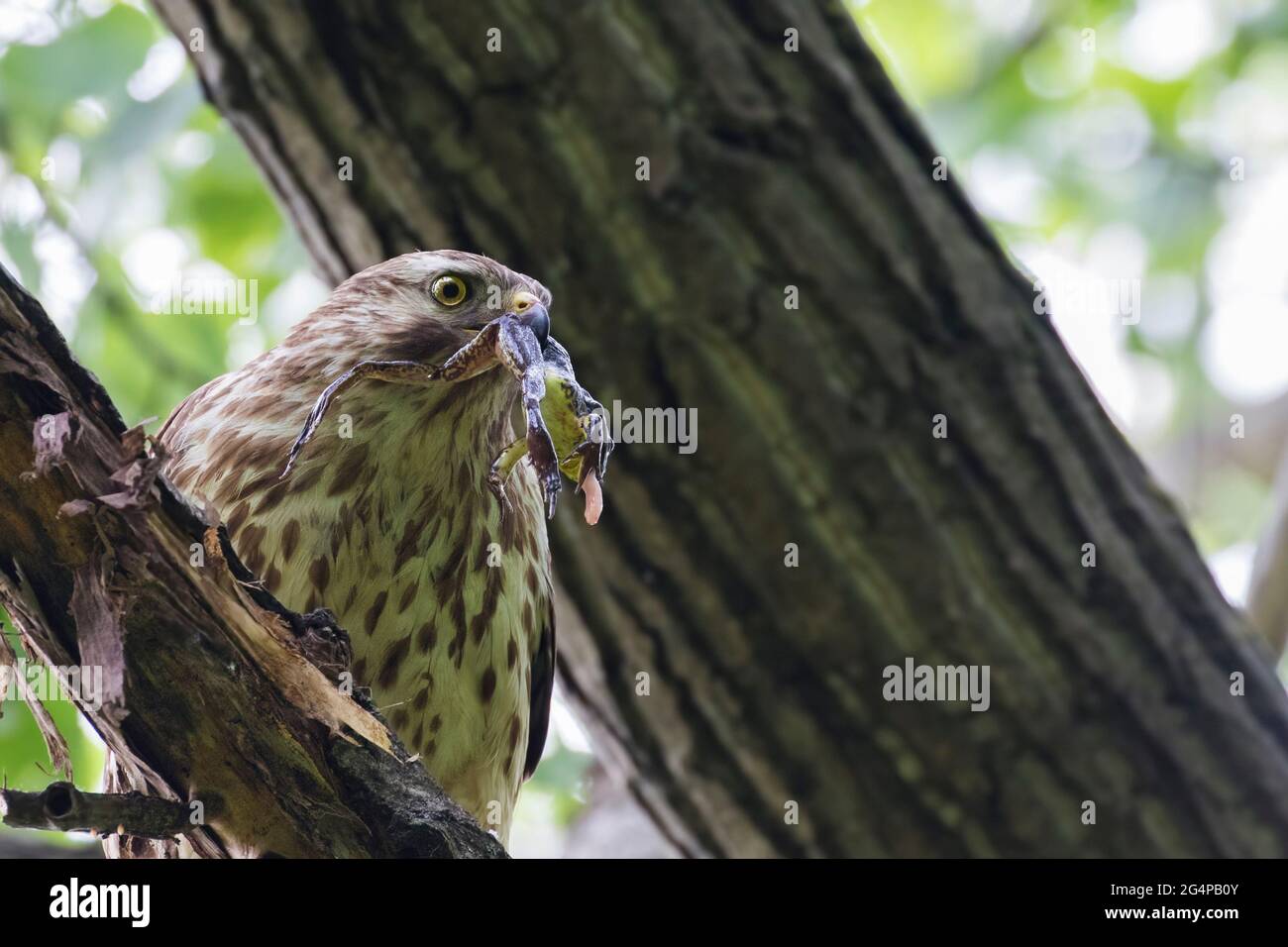 red shouldered hawk babies at nest Stock Photo - Alamy