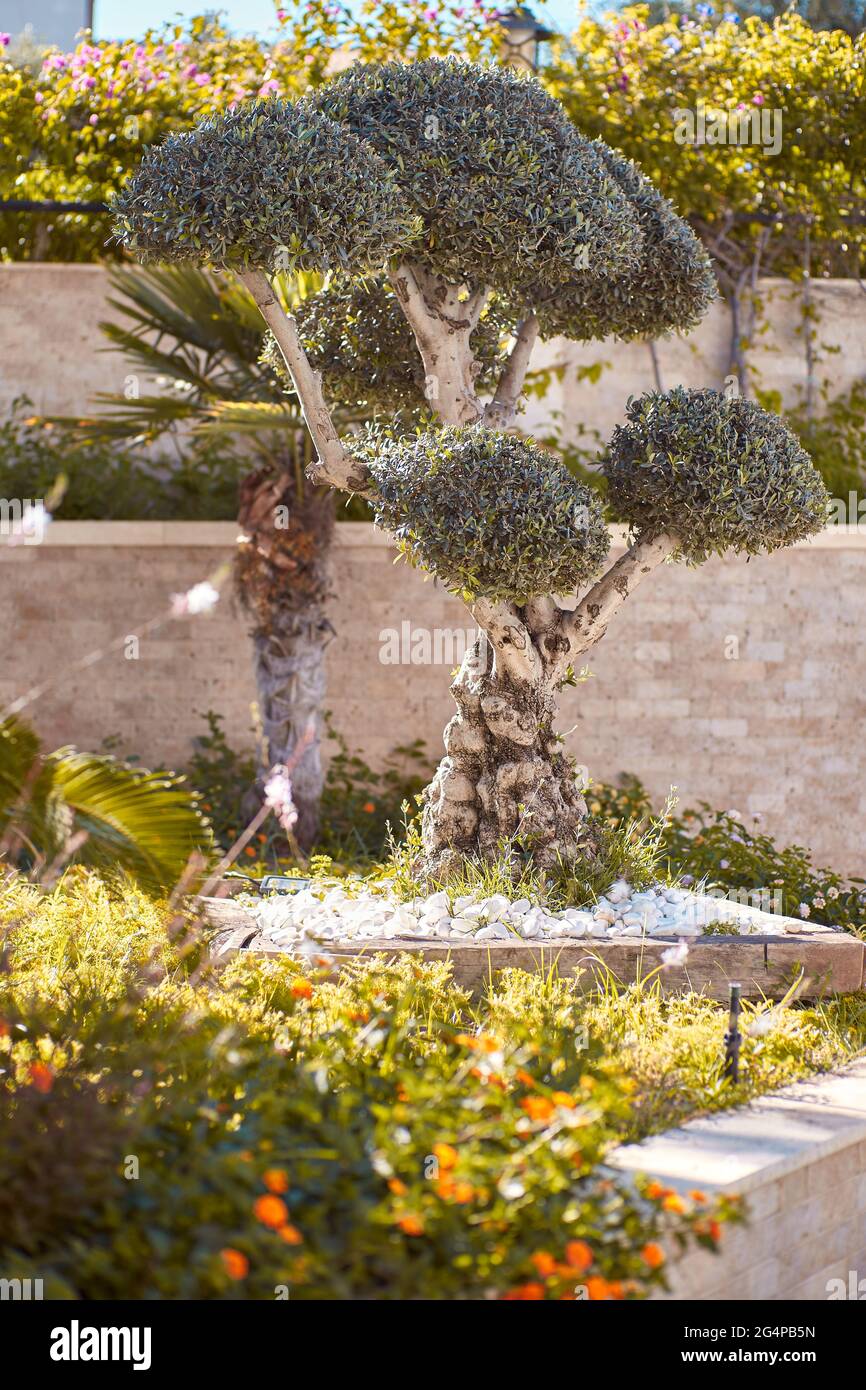 Environmental art: decorative tropical tree with sunlight. Decorative ...