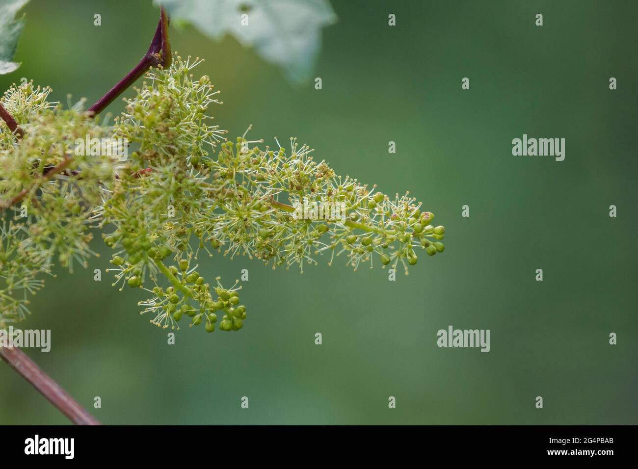 Grape flower hi-res stock photography and images - Alamy