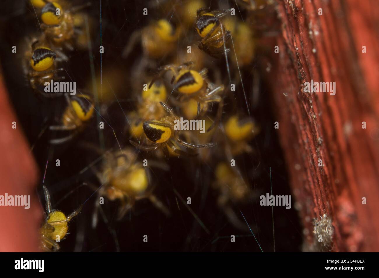 Baby Garden Spiders also Garden Orb Weaver, Cross Spider Stock Photo ...
