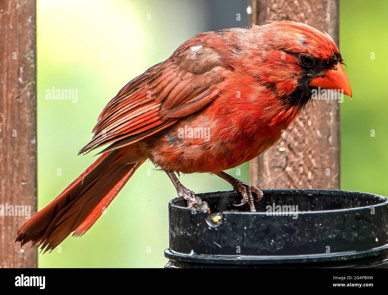 Wet northern cardinal hi-res stock photography and images - Alamy