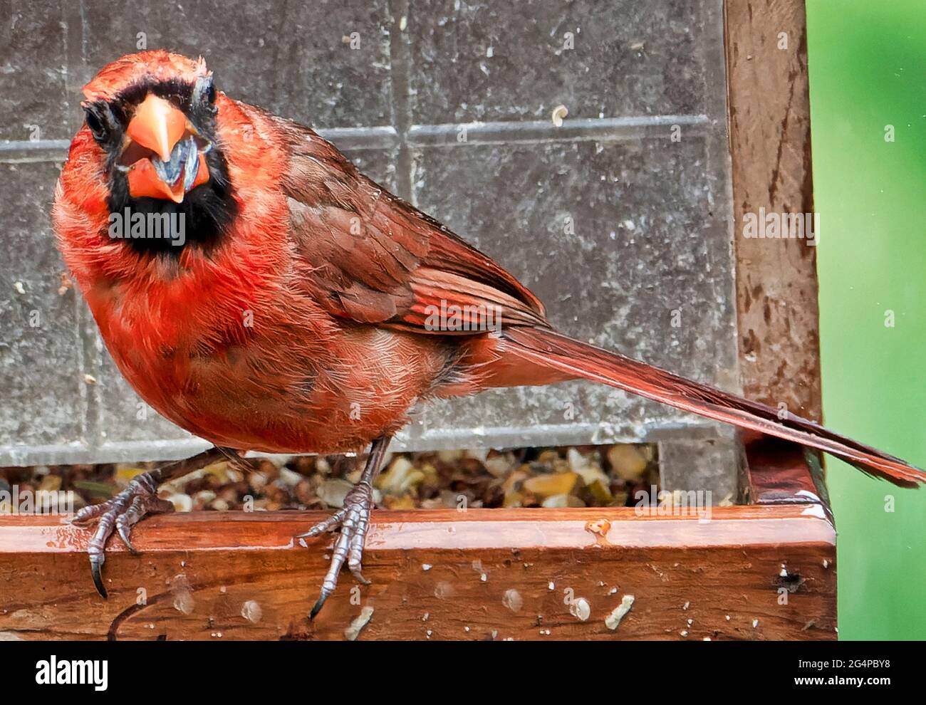 Wet northern cardinal hi-res stock photography and images - Alamy