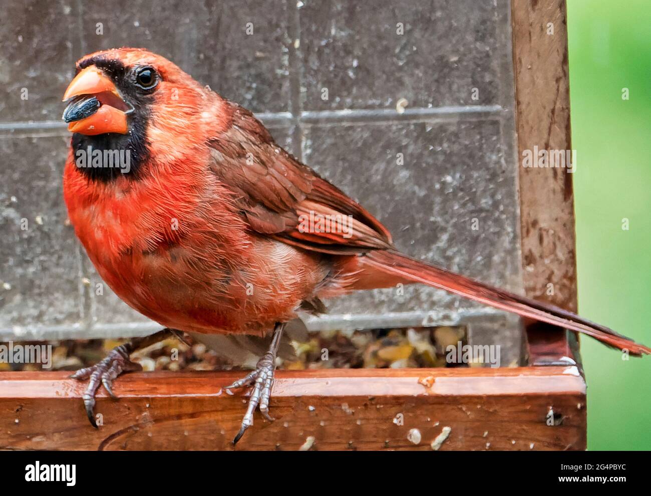 Northern Cardinal Rain High Resolution Stock Photography and Images - Alamy
