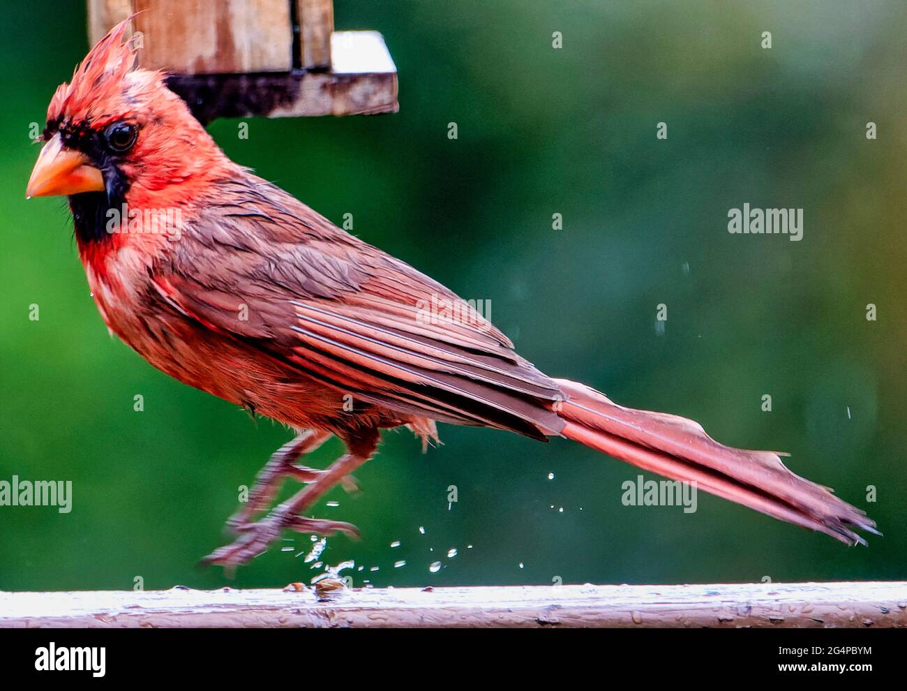 Northern cardinal rain hi-res stock photography and images - Alamy