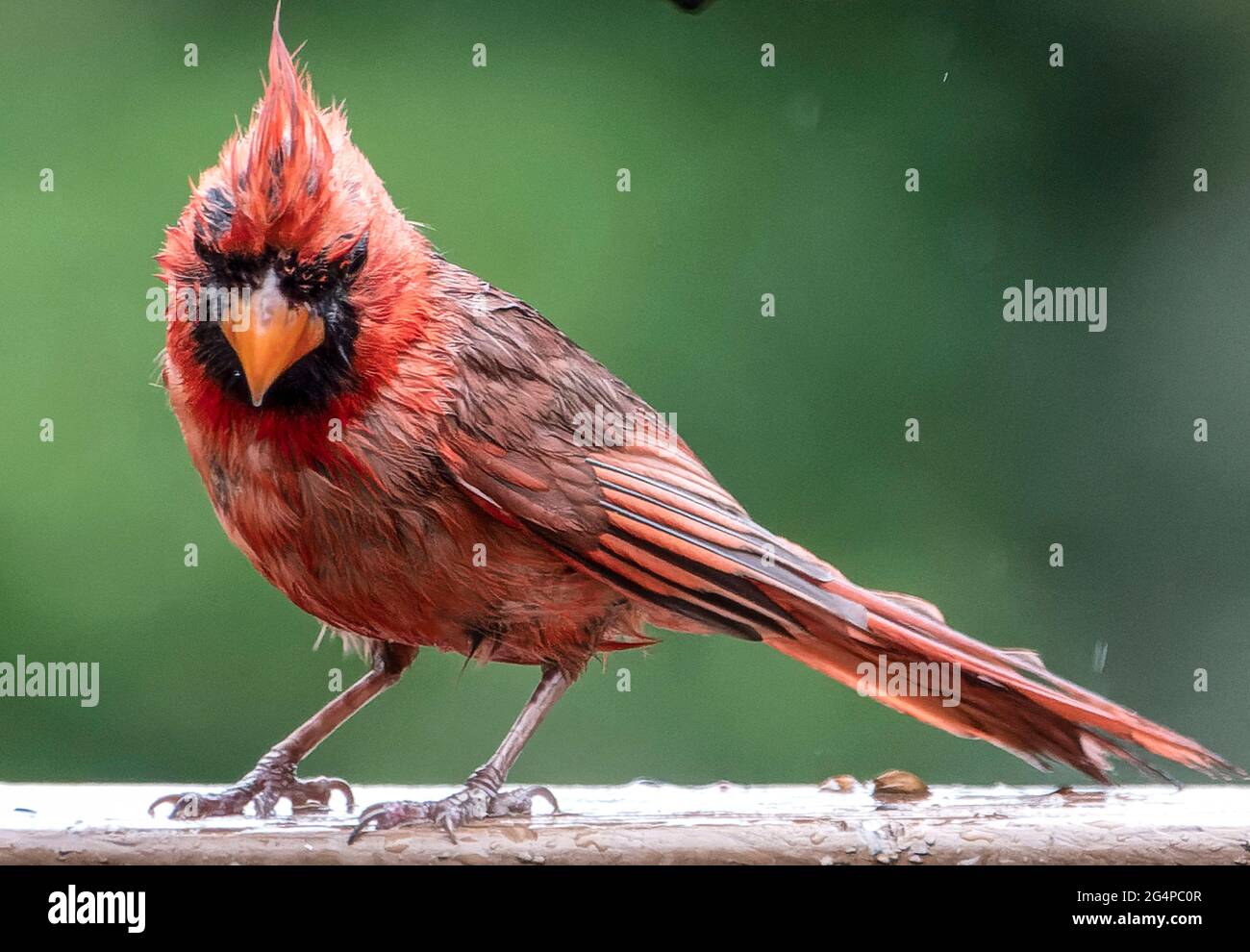 Wet northern cardinal hi-res stock photography and images - Alamy