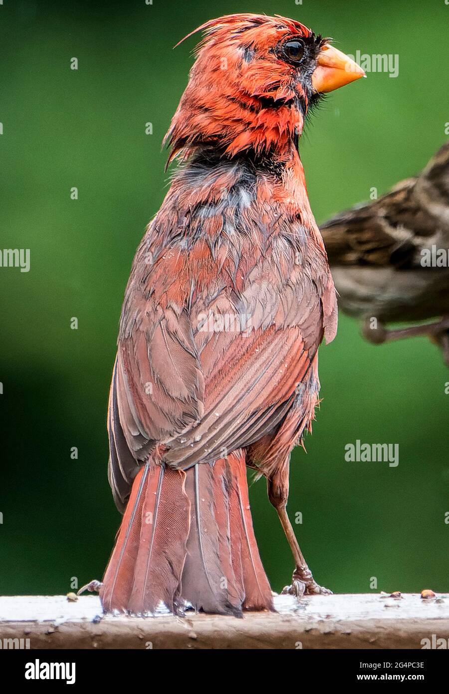 Wet northern cardinal hi-res stock photography and images - Alamy