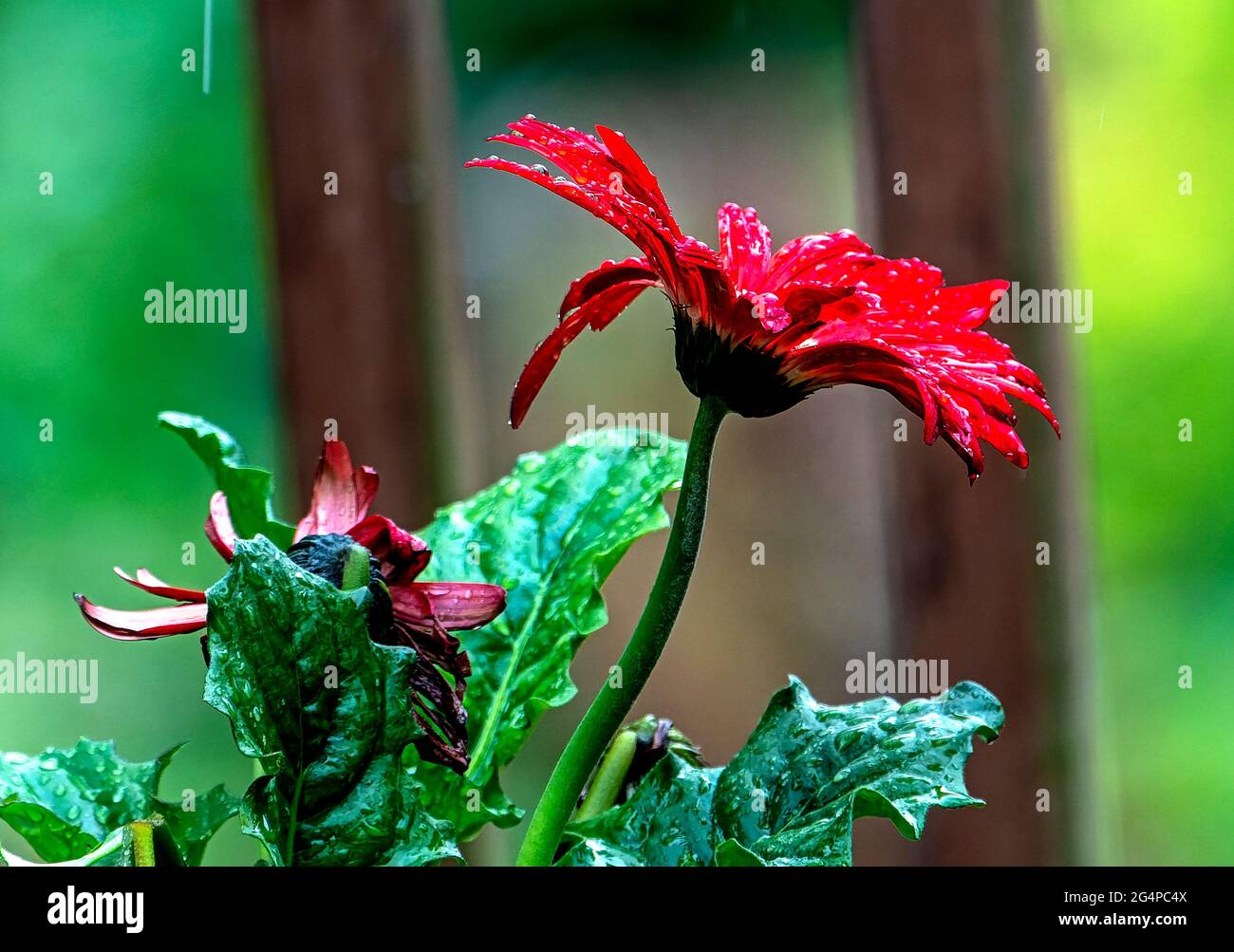 Gerbera Daisy after the rain Stock Photo - Alamy