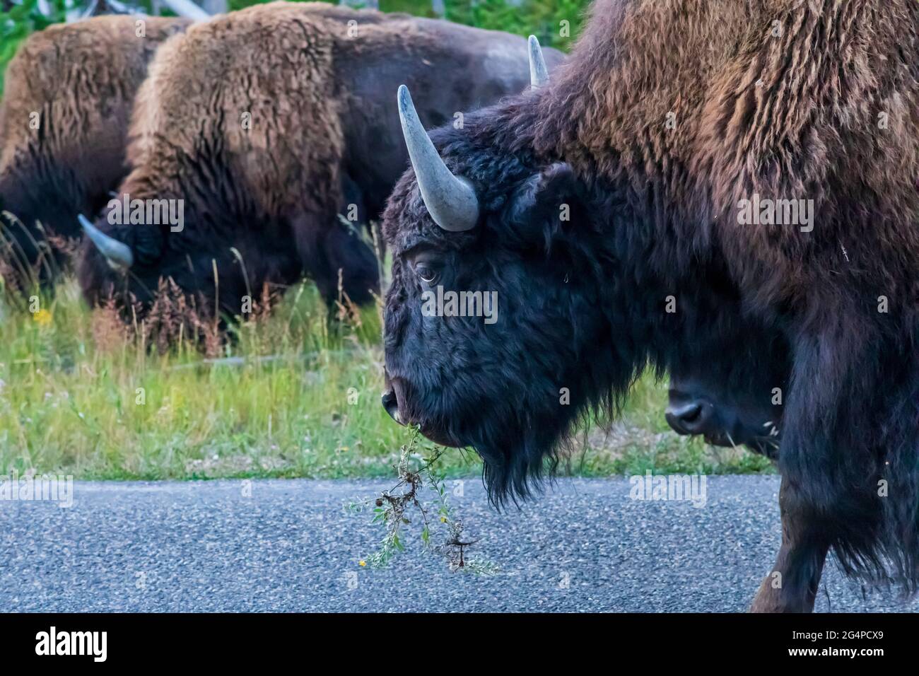 Bison Bison Herd Walking High Resolution Stock Photography and Images ...