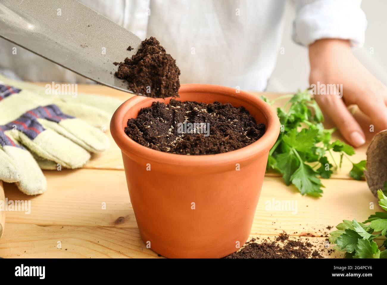 Woman filling pot with soil on wooden table, closeup Stock Photo - Alamy