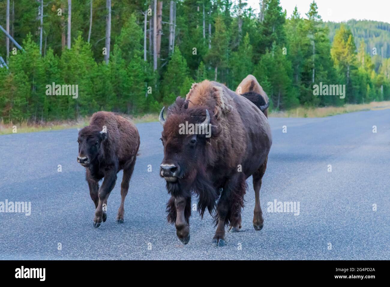 Bison Bison Herd Walking High Resolution Stock Photography and Images ...