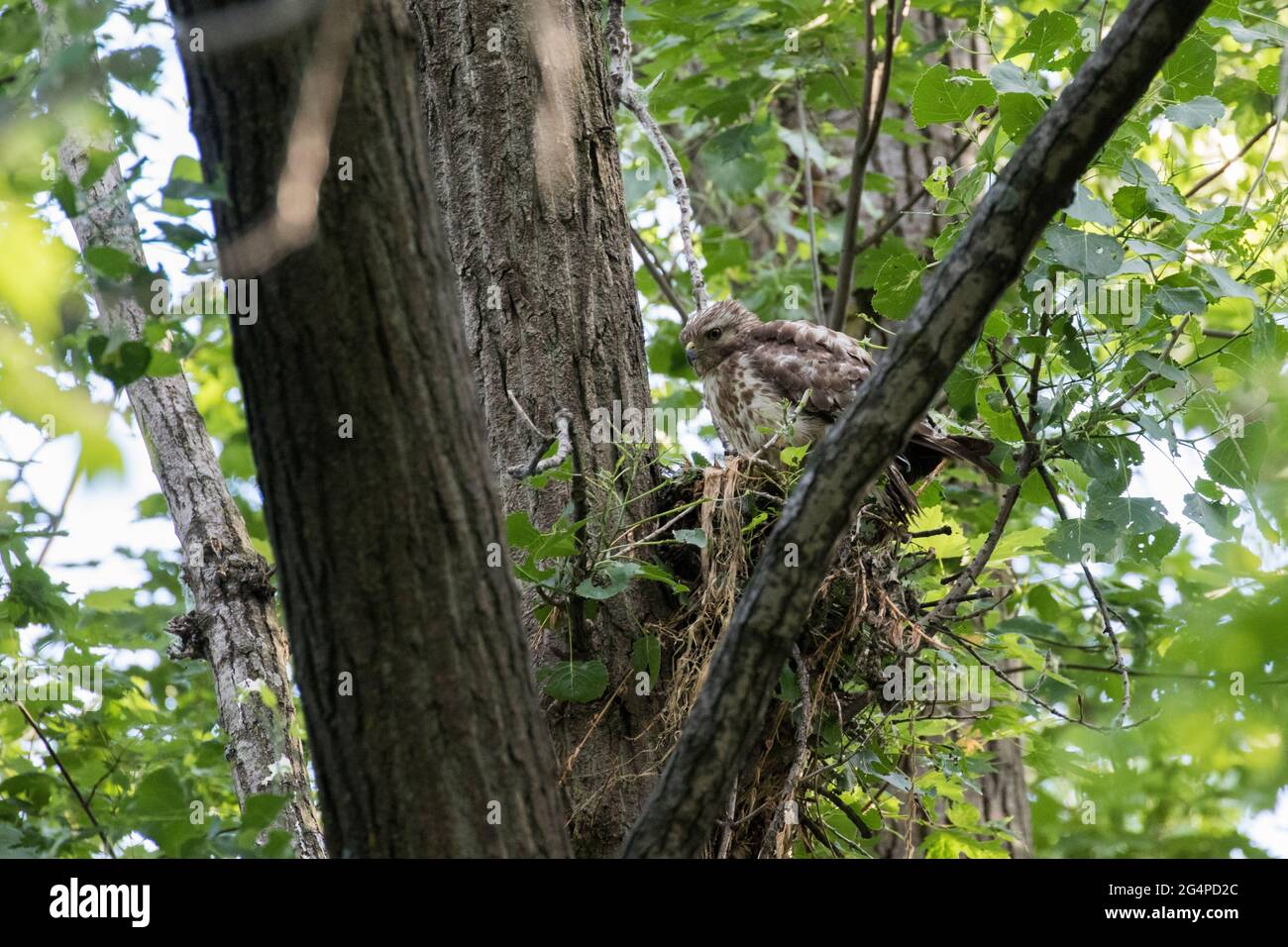 Red shouldered hawk nest hi-res stock photography and images - Alamy